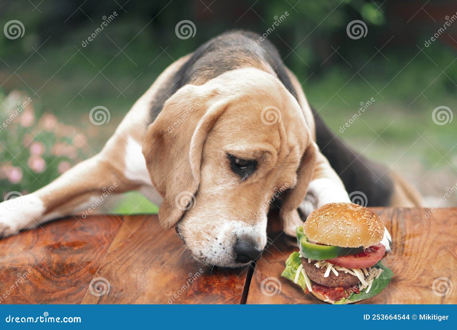 Funny Hungry Beagle Dog Emotionally Looks at a Burger Stock Photo ...