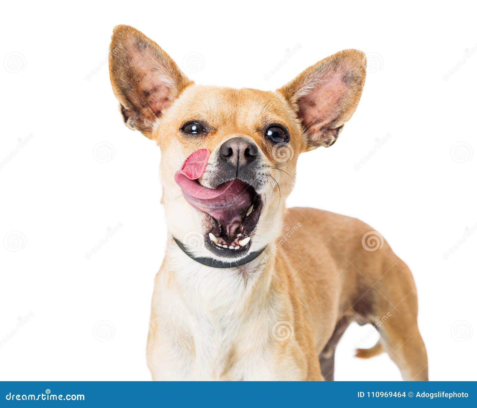 Chihuahua Tongue Royalty-Free Stock Photography | CartoonDealer.com #448769 Chihuahua Tongue Royalty-Free Stock Photography | CartoonDealer.com #448769