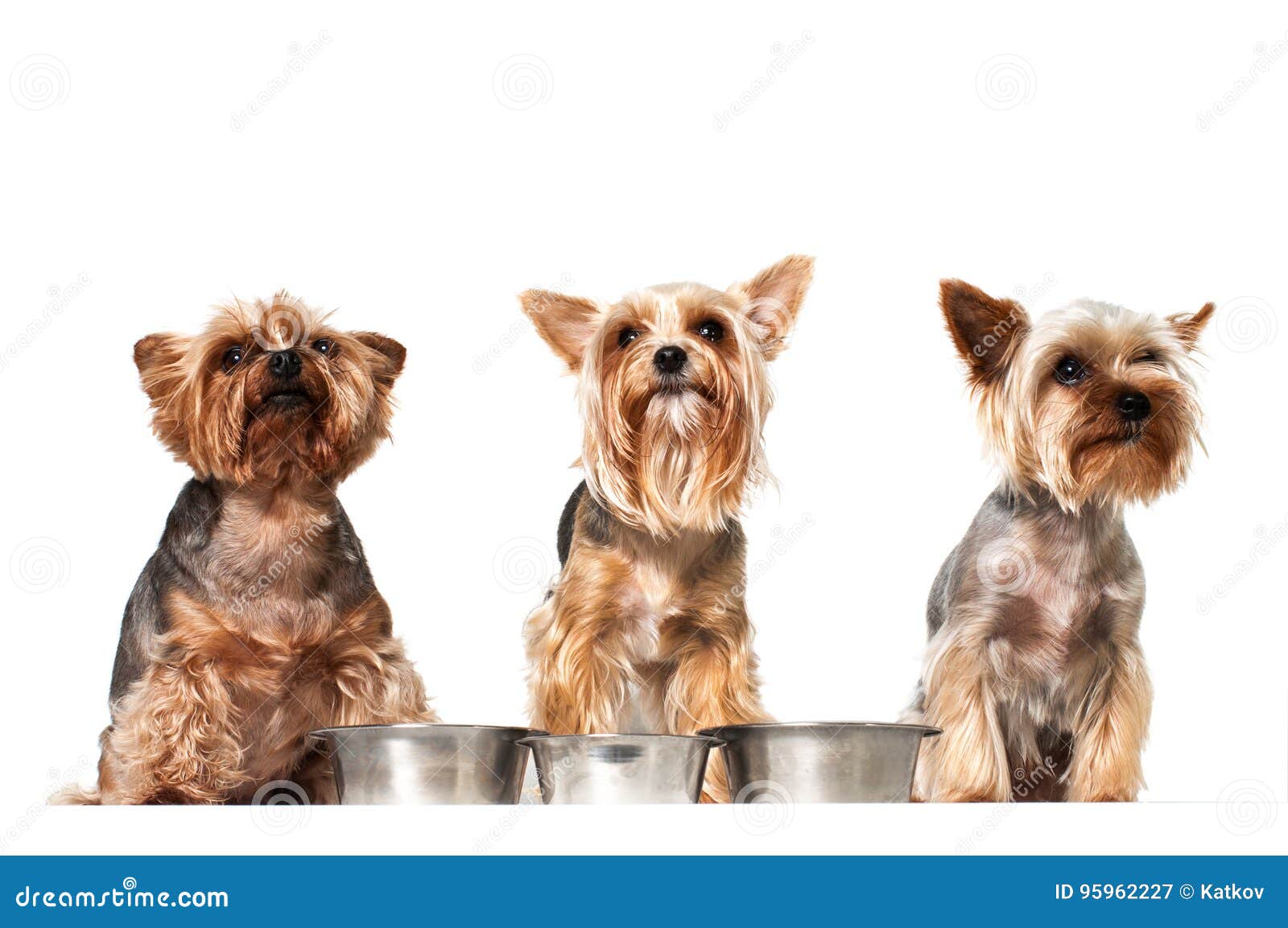 Funny Hungry Cat And Dog Horizontal Banner Stock Image | CartoonDealer ...