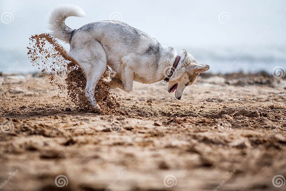 Funny Husky digging stock image. Image of nice, hair - 72565777