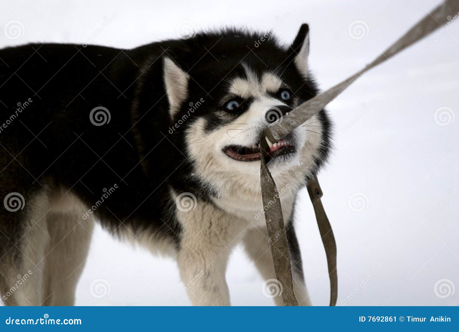 Funny Husky Dog Caught Its Leash Stock Image - Image of eskimo, hound ...