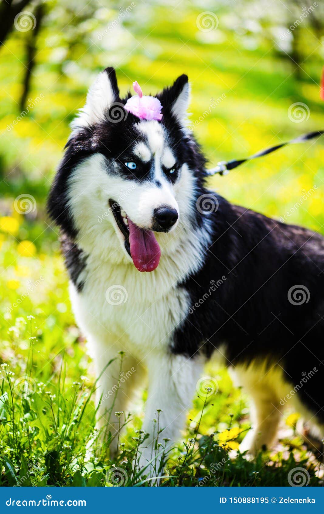 Funny Husky Dog Lying on the Grass, Spring Time Stock Image - Image of ...