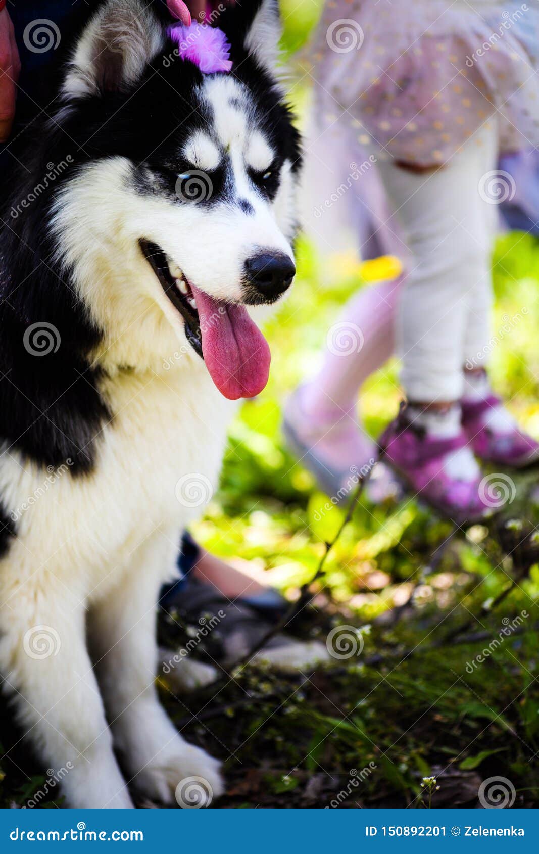 Funny Husky Dog Lying on the Grass, Spring Time Stock Image - Image of ...
