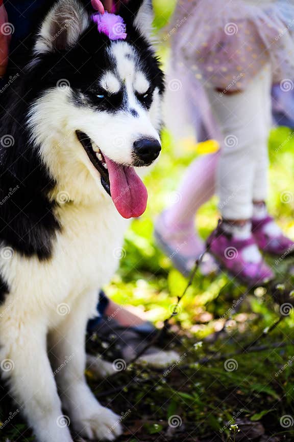 Funny Husky Dog Lying on the Grass, Spring Time Stock Image - Image of ...