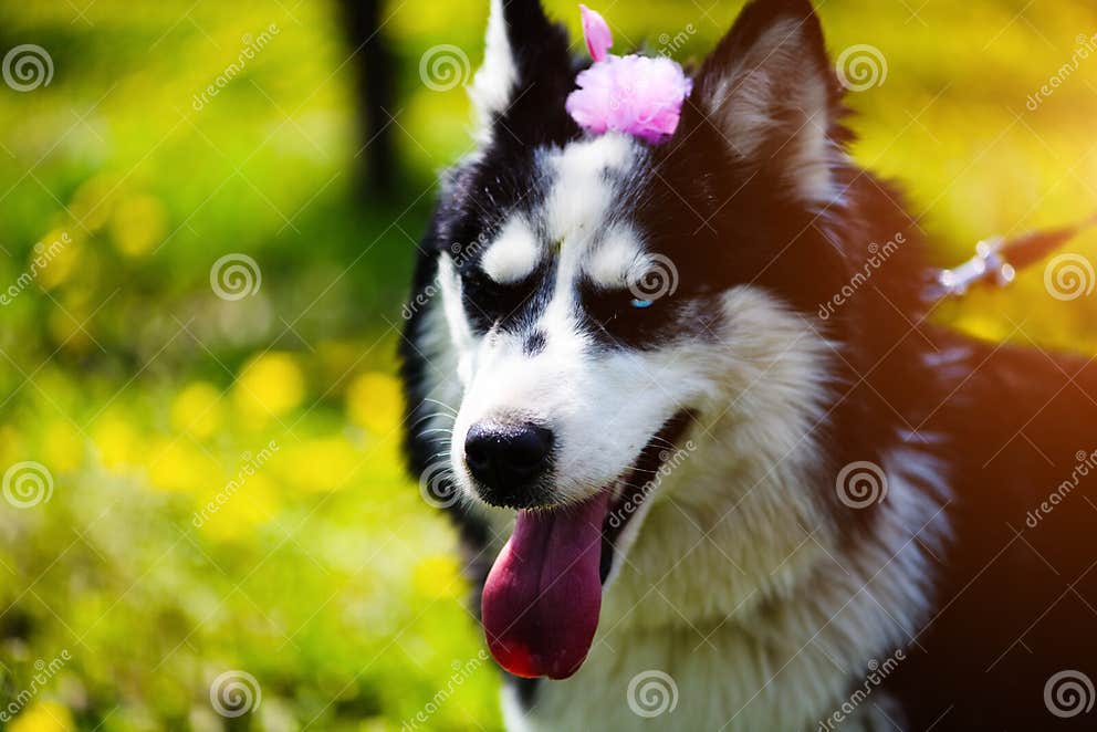 Funny Husky Dog Lying on the Grass, Spring Time Stock Image - Image of ...