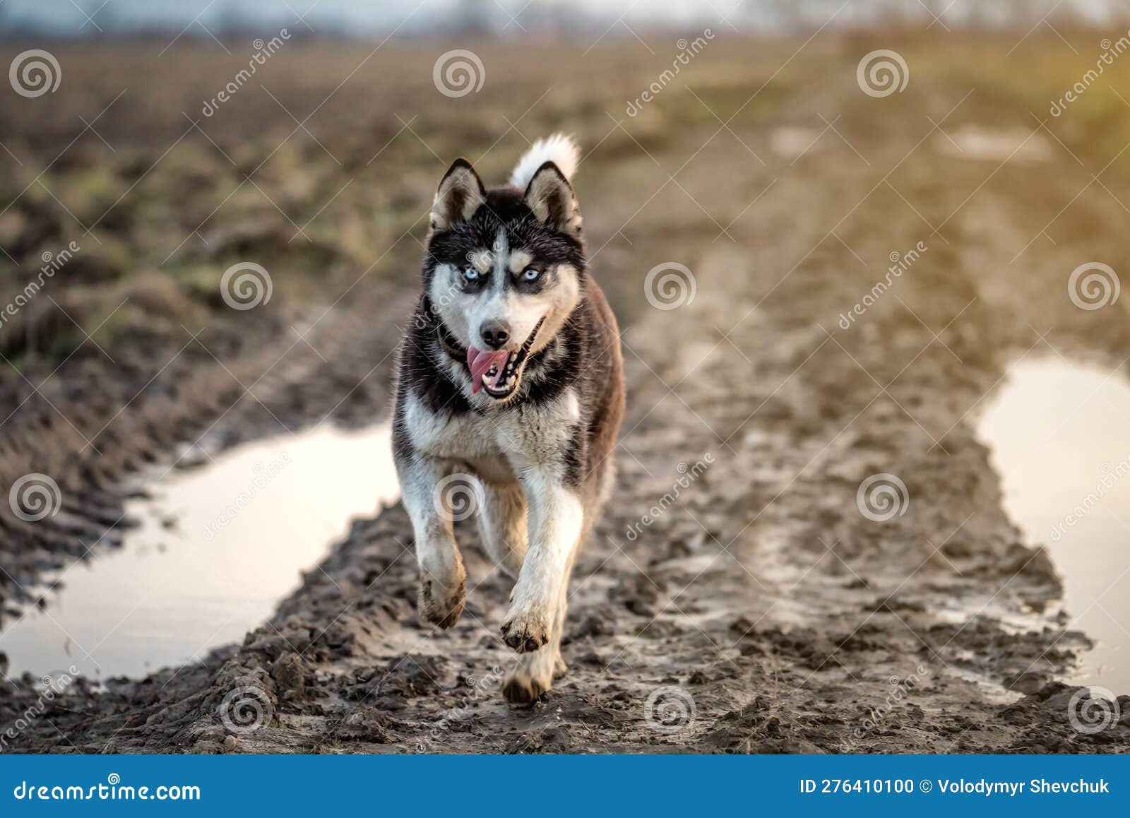 Funny Husky Runs through the Swamp Stock Photo - Image of playing ...