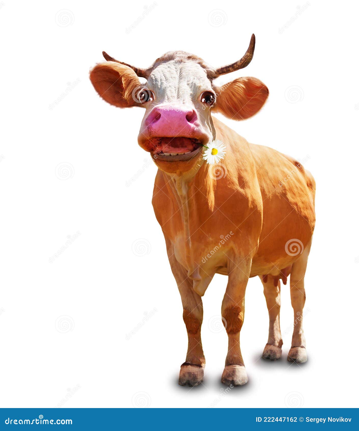 Funny Image of the Cow with Focus on Head Stock Photo - Image of face ...