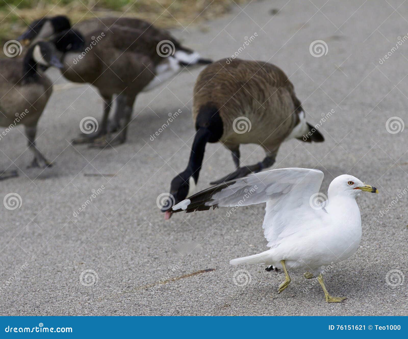 Funny Image with a Gull Running Away from Angry Canada Geese Stock ...