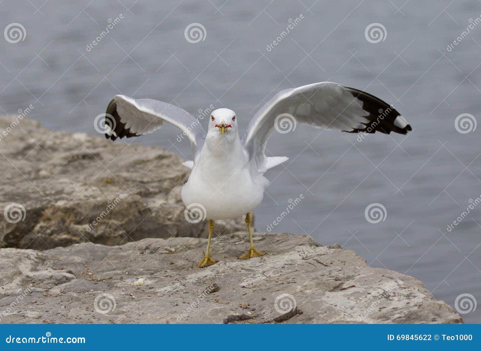 Funny Image with the Gull on the Shore Stock Photo - Image of bird ...
