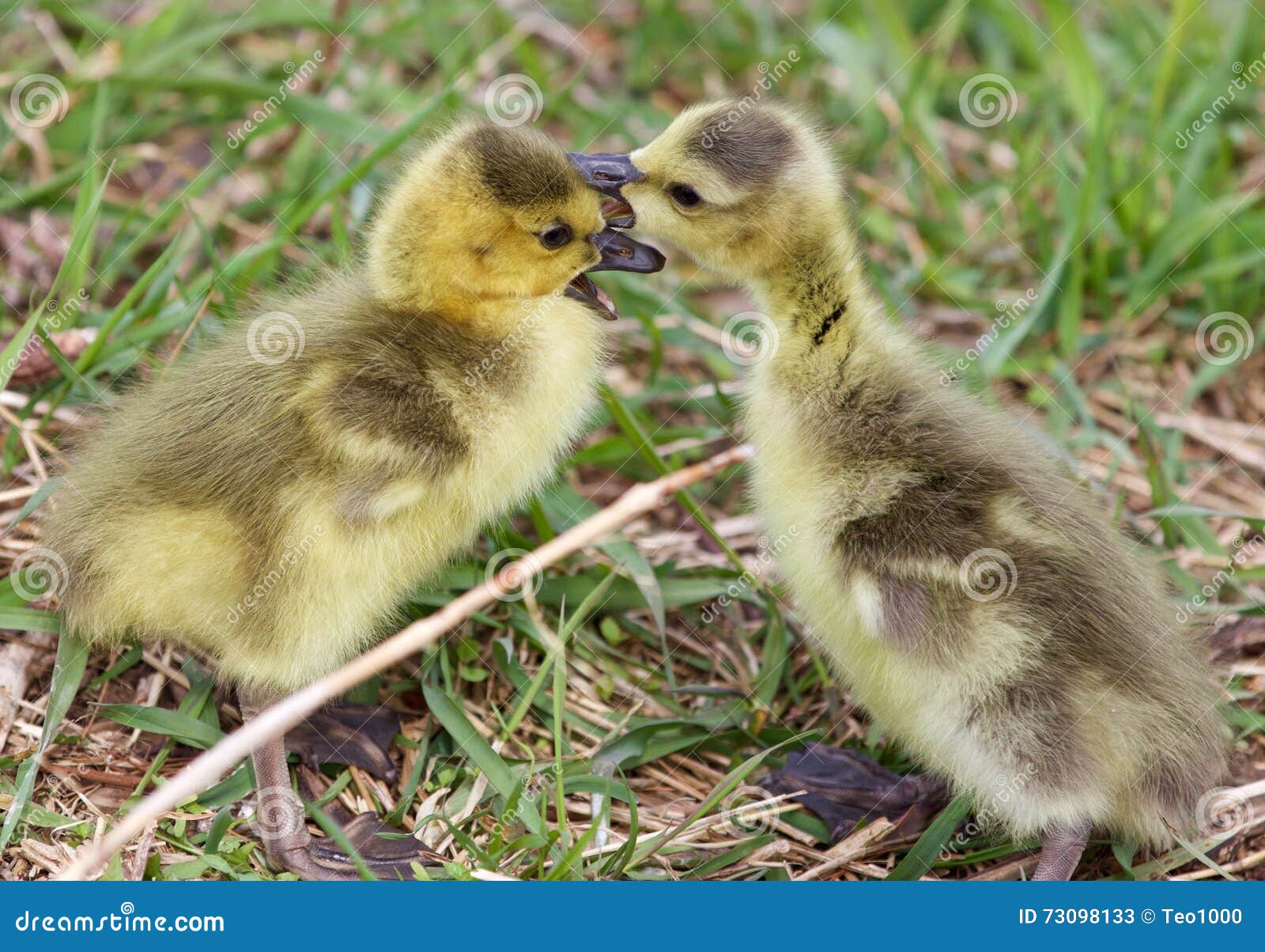 Funny Image with Kissing Cute Young Chicks of the Canada Geese Stock ...
