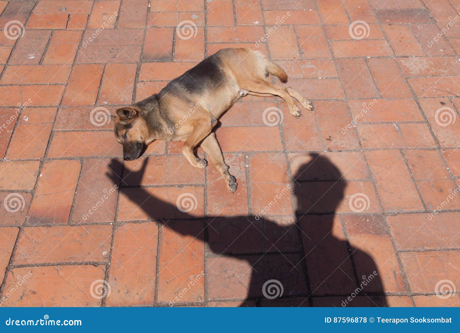 Funny Image Shadow and Dog. Stock Photo - Image of breed, funny: 87596878