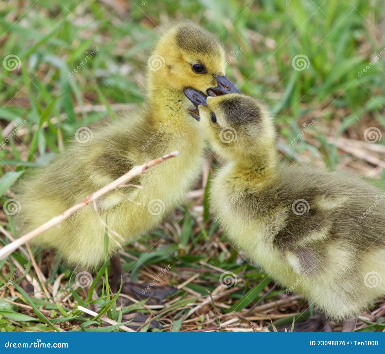 Funny Image with Two Young Cute Chicks of the Canada Geese in Love ...