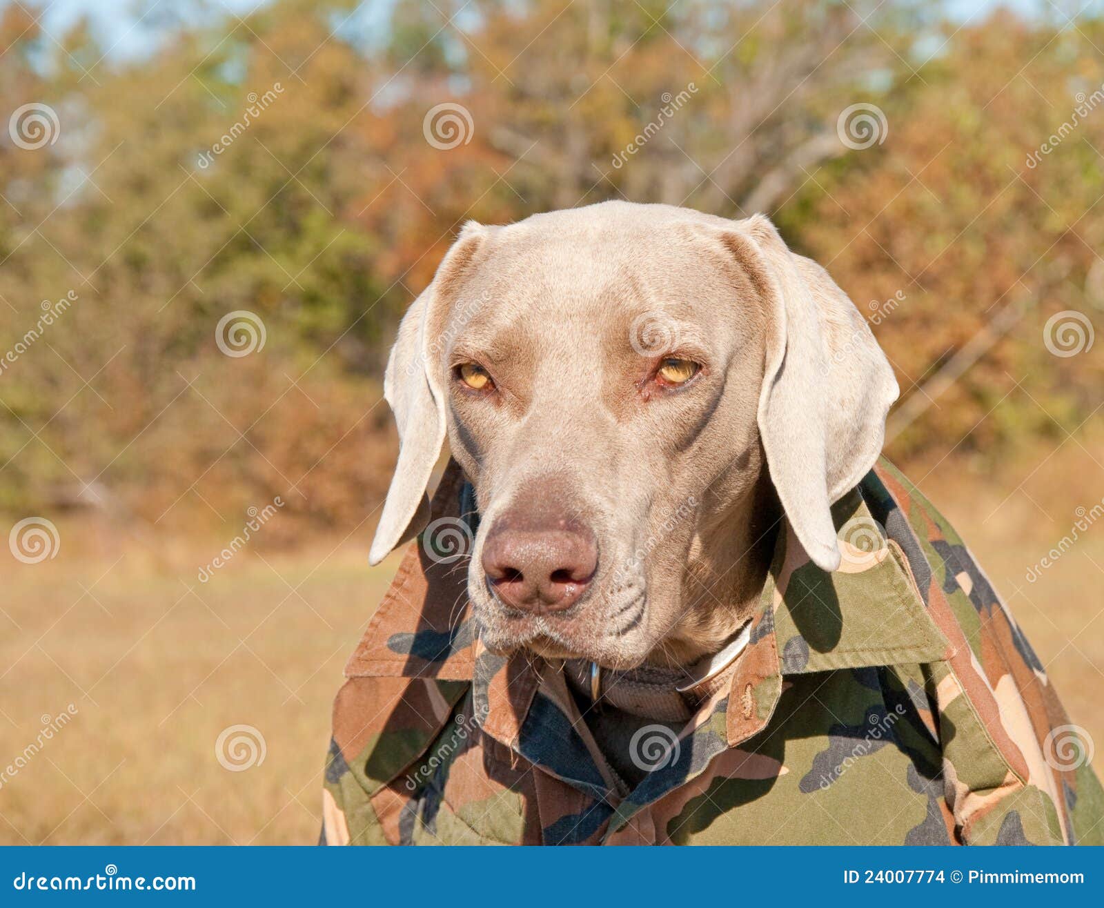 Tan Weimaraner