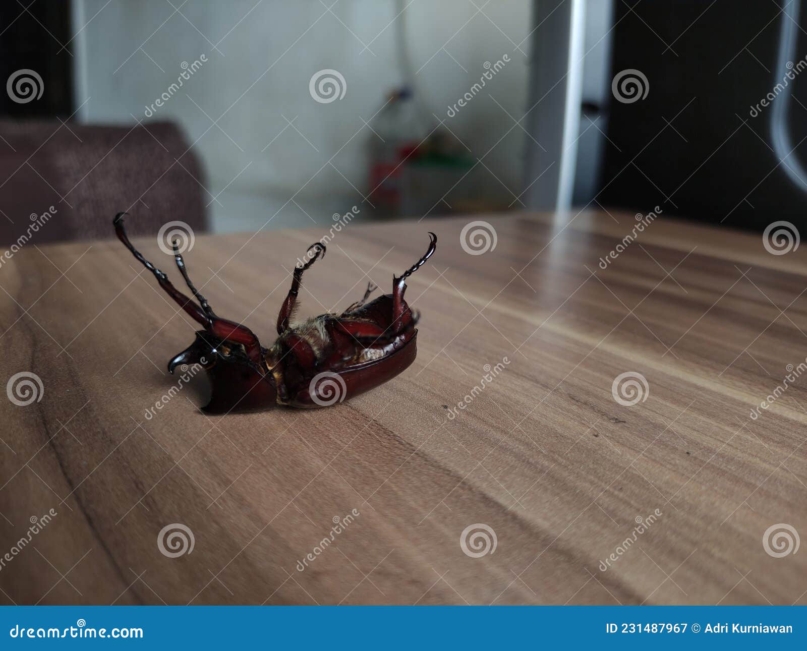 Funny Insect beetle pose stock image. Image of funny - 231487967