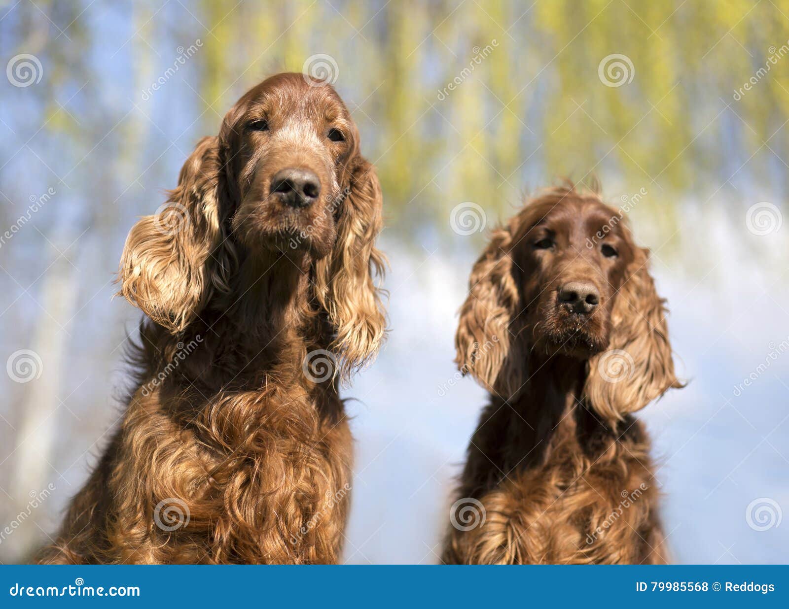 Funny Irish Setter dogs stock photo. Image of face, portrait - 79985568