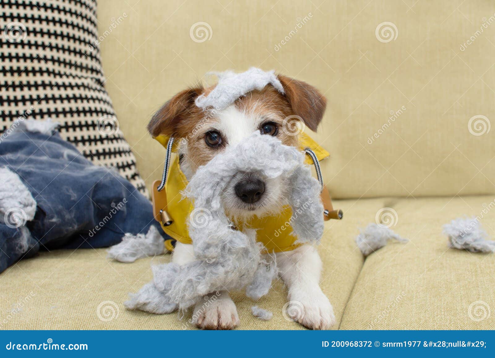 Funny Jack Russell Dog after Bite and Destroy a Cushion with Innocent ...