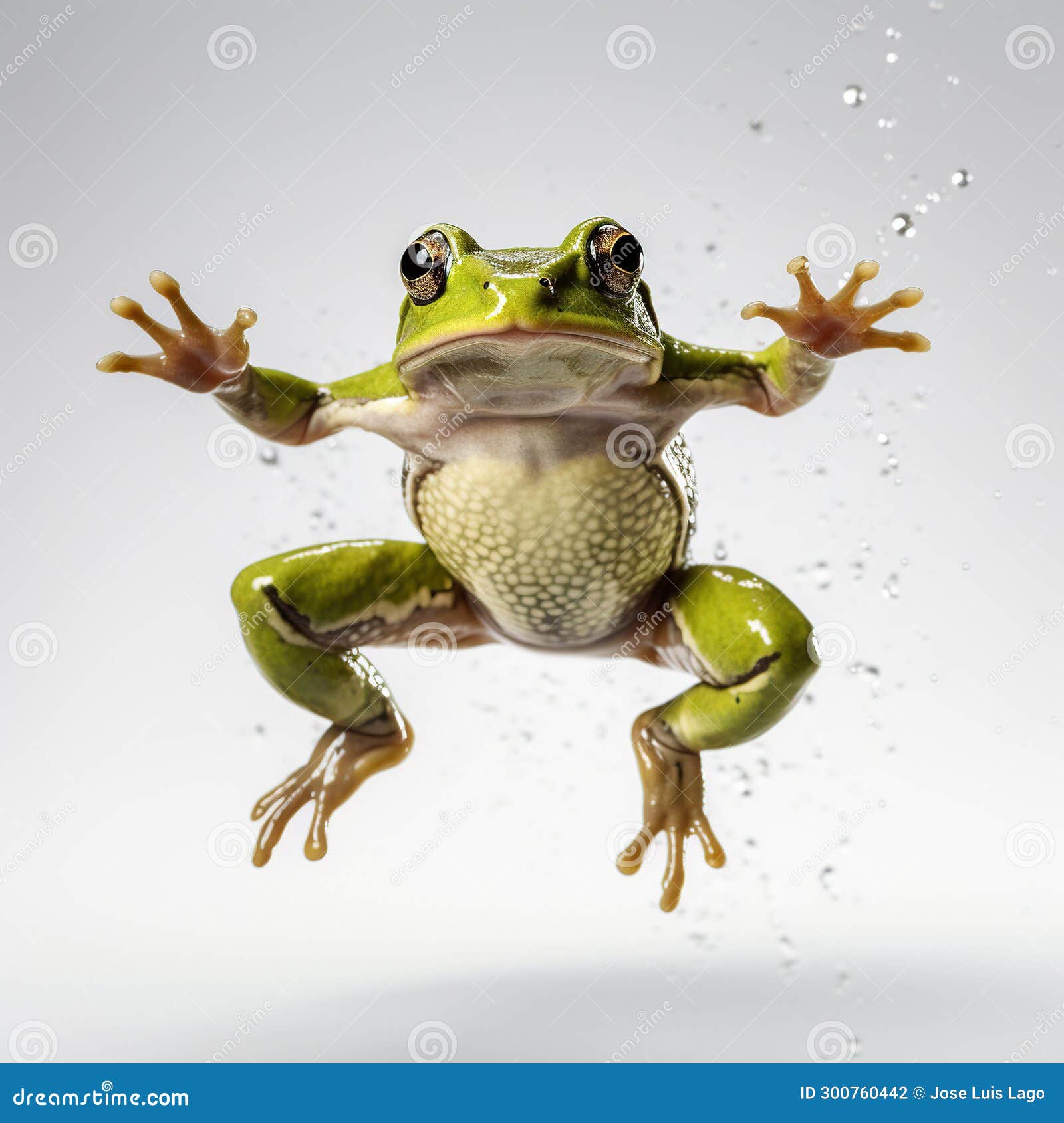 Funny Jumped Frog on White Background Stock Illustration - Illustration ...