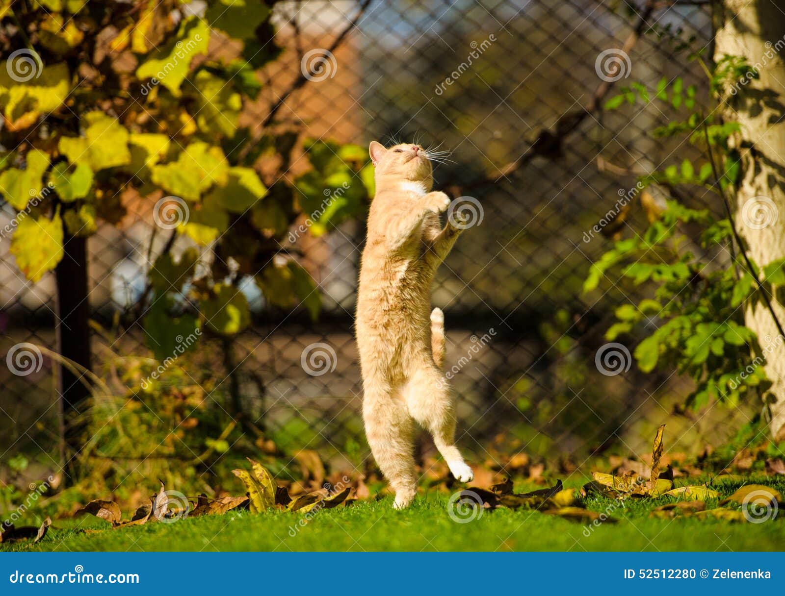 Funny jumping cat stock photo. Image of domestic, long - 52512280
