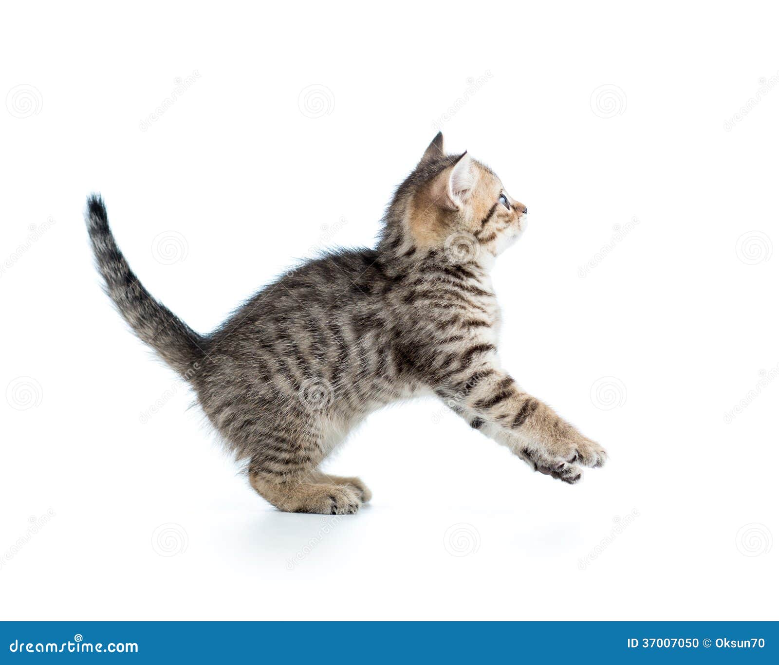 Funny jumping cat kitten stock photo. Image of baby, curious - 37007050