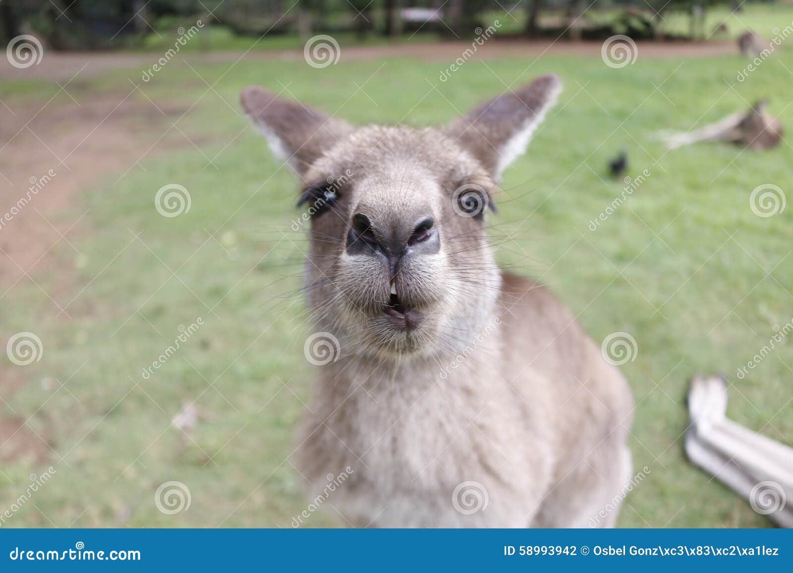 Funny Kangaroo stock photo. Image of wildlife, mammal - 58993942