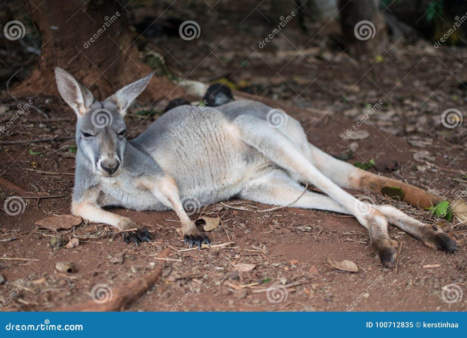 Funny Kangaroo Laying Down Sleeping Stock Image - Image of body, green ...