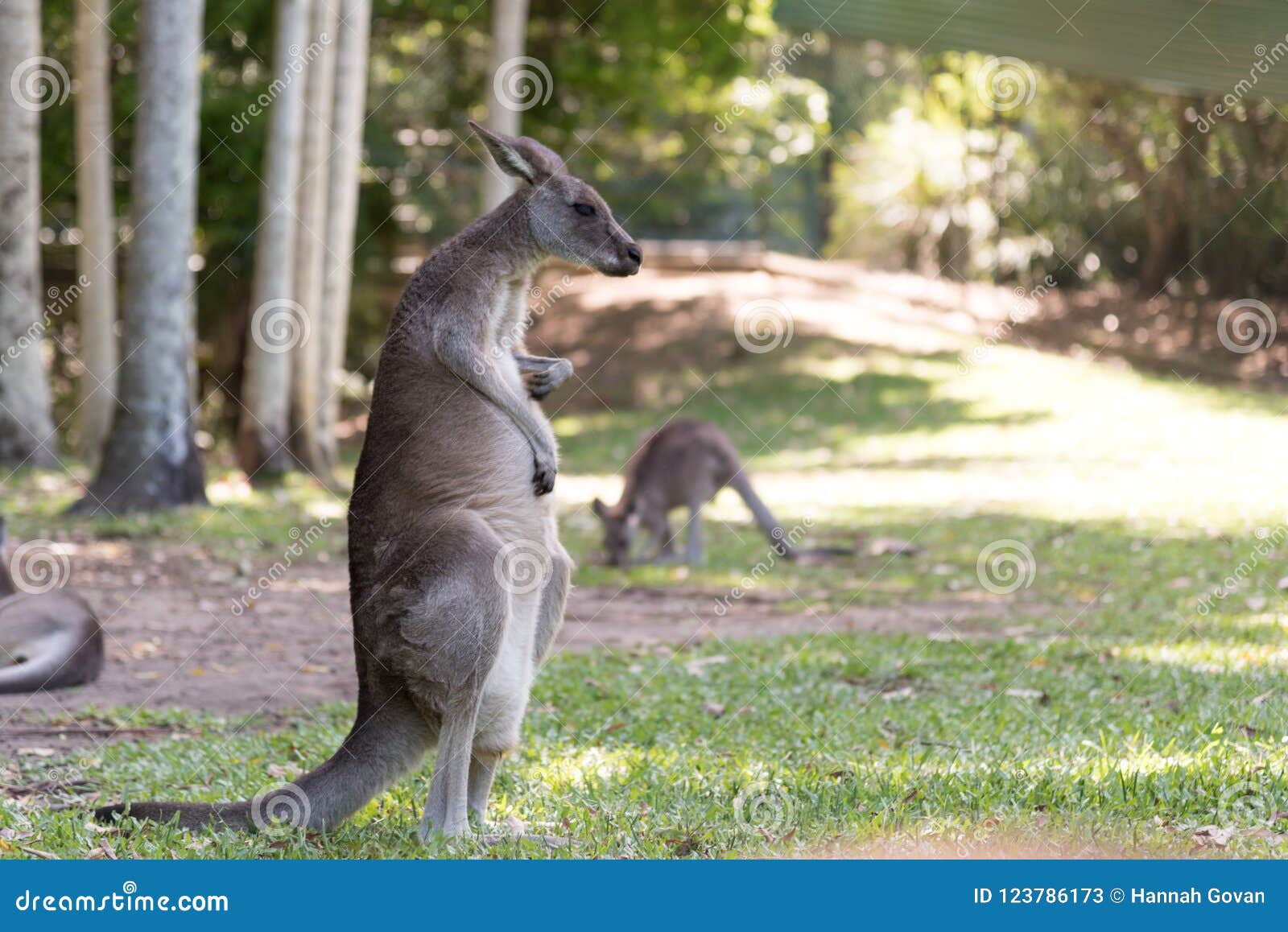 Funny Kangaroo Scratching it`s Chest Stock Image - Image of kangaroo ...