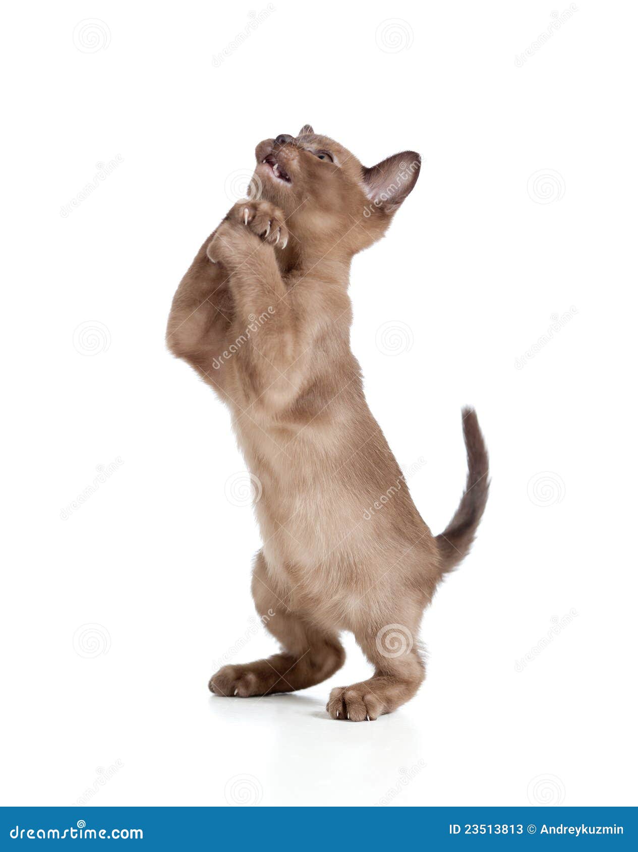 Funny Kitten Begging Or Asking For Something Stock Photos - Image: 23513813