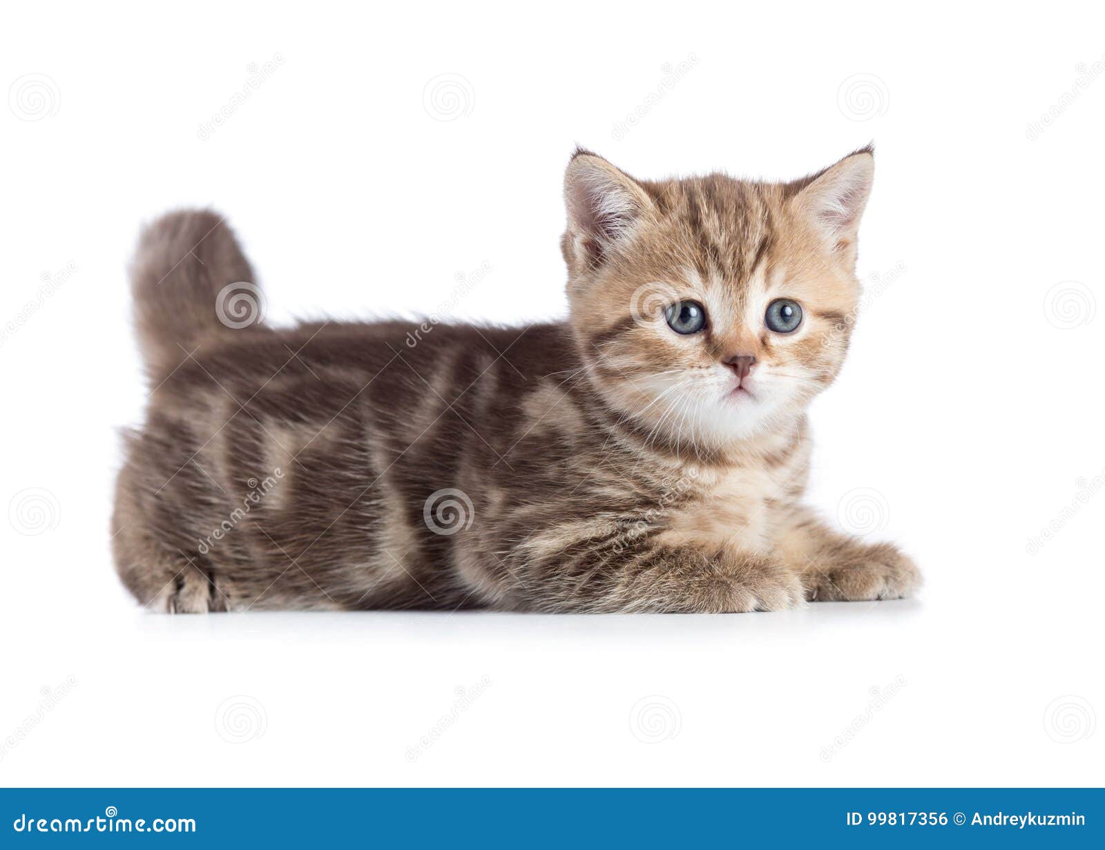 Funny Kitten Cat Lying Isolated Stock Photo - Image of small, adorable ...
