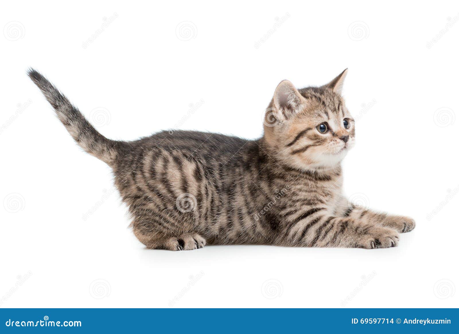 Funny Kitten Cat Ready To Jump Isolated Stock Photo - Image of sitting ...