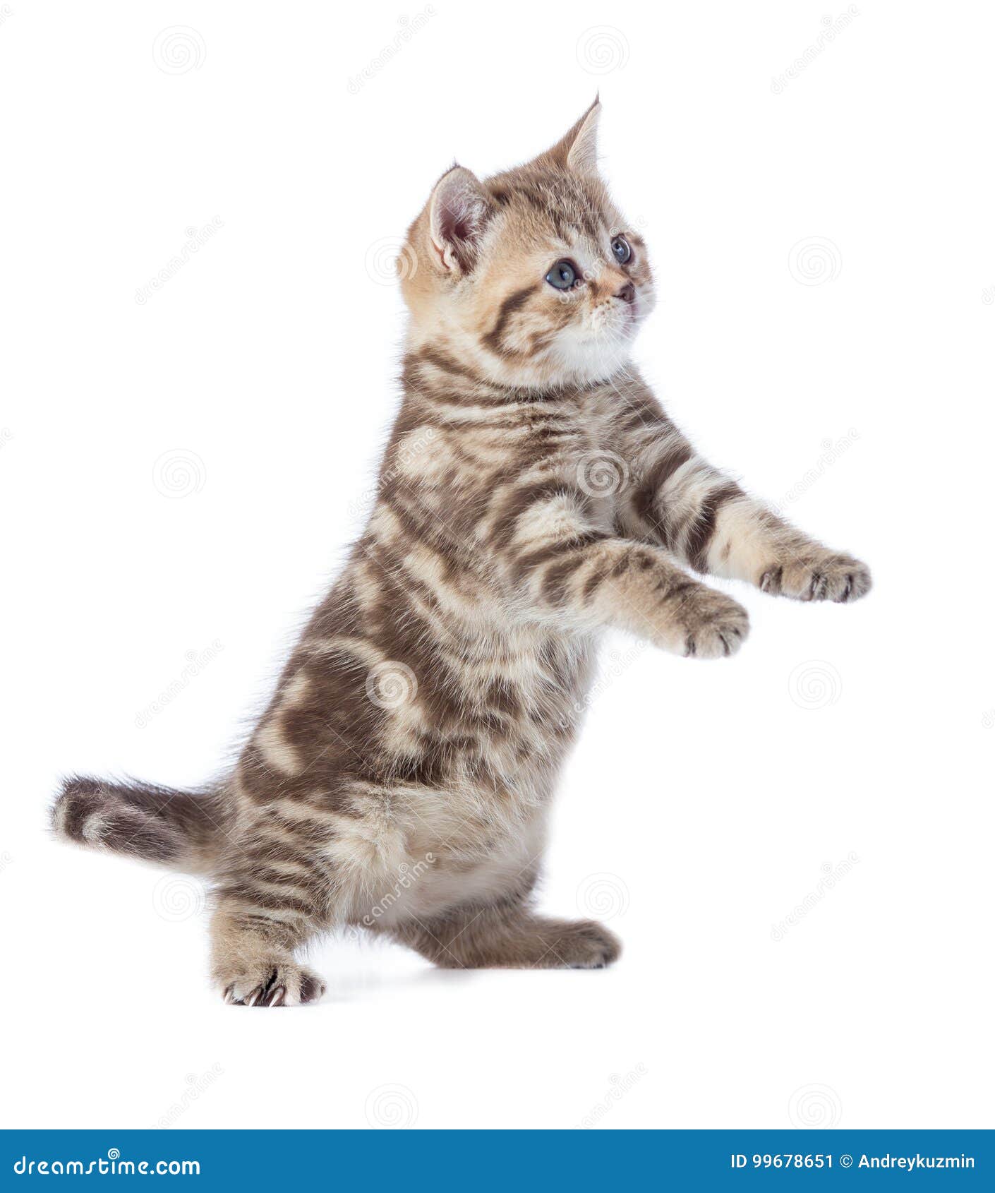 Funny Kitten Cat Standing Isolated with Paw Up Stock Image - Image of ...