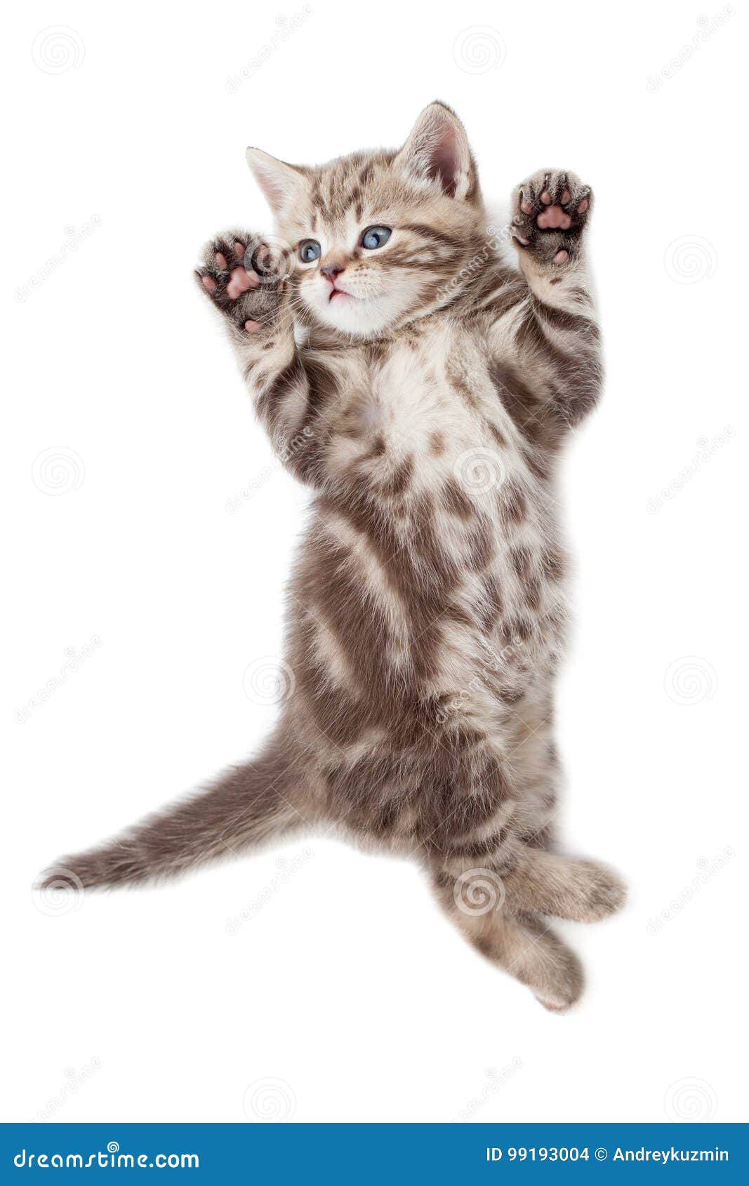 Funny Kitten Cat Top View Lying on Back Isolated Stock Photo - Image of ...