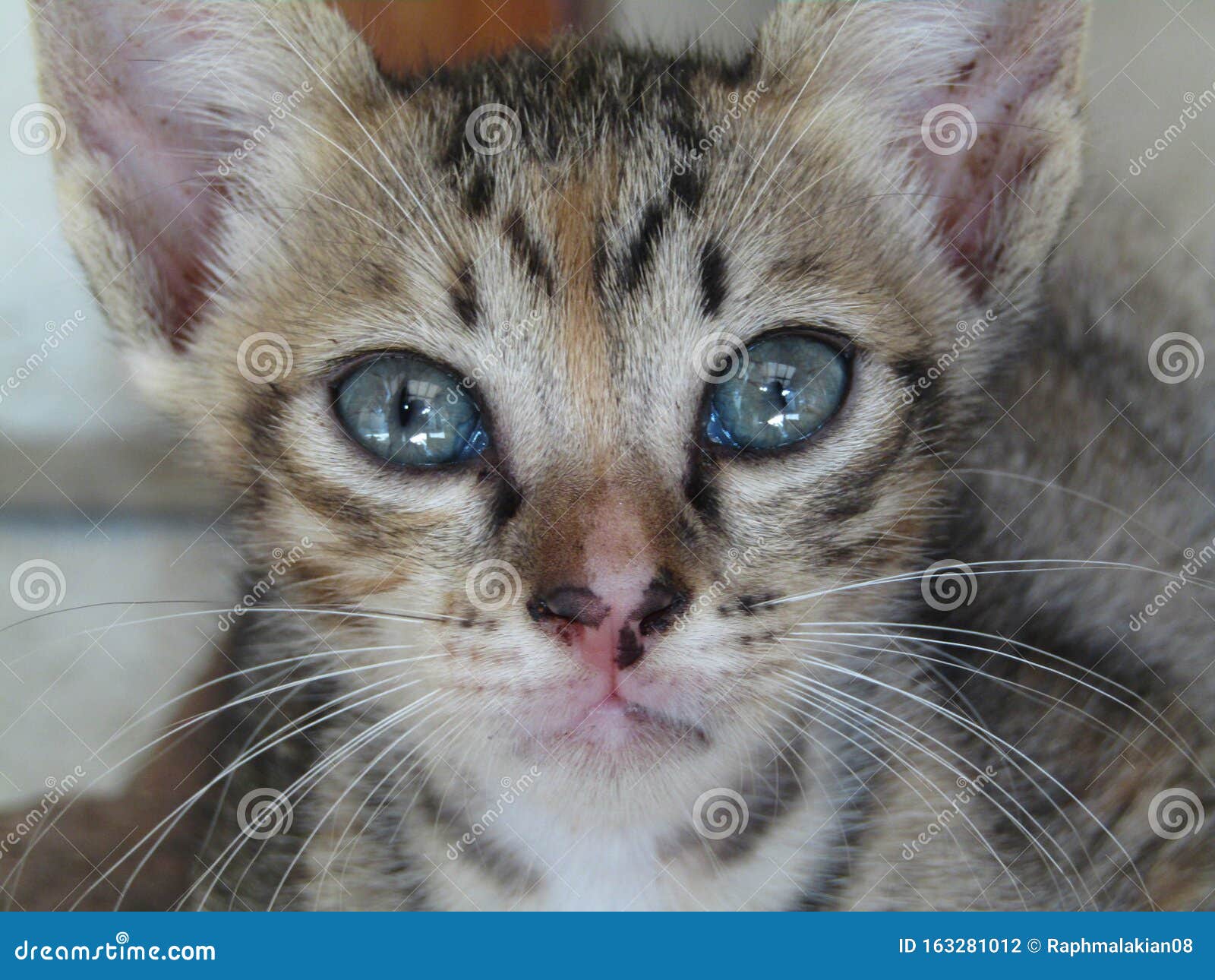 Funny Kitten Fill the Frame Photography Stock Photo - Image of curious ...
