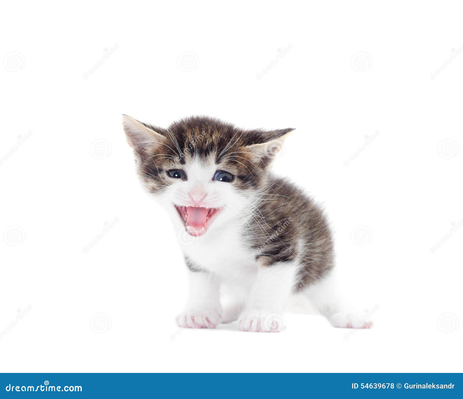 Funny kitten mewing stock photo. Image of lovable, playful - 54639678