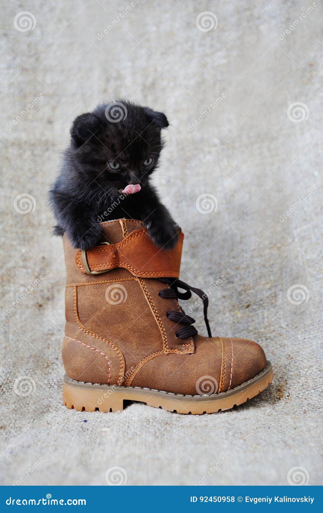 Funny kitten pampered stock photo. Image of suede, cute - 92450958