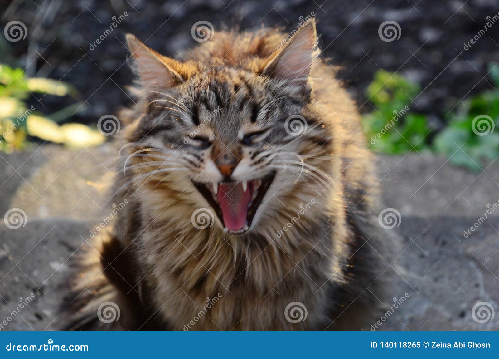Funny kitten yawning. stock image. Image of camera, looking - 140118265