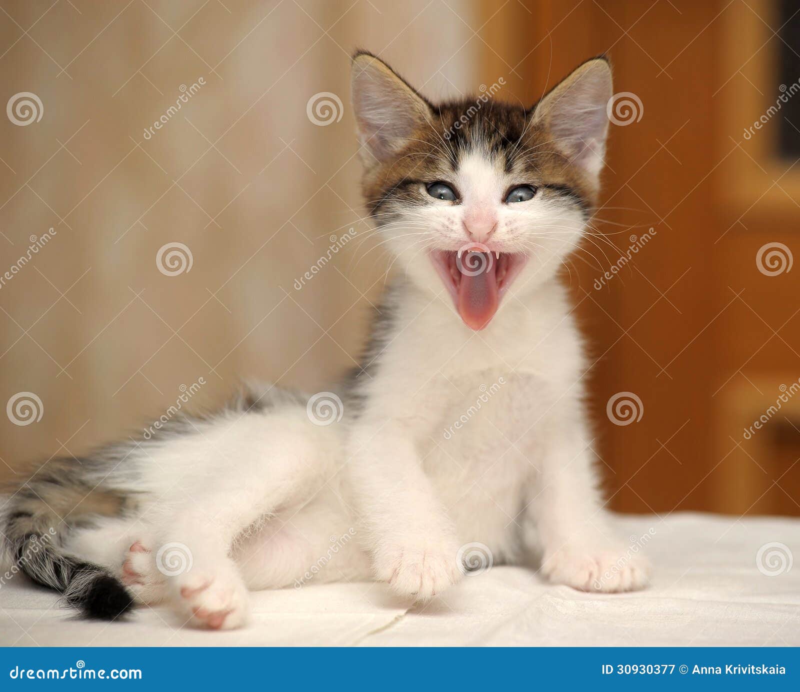 Funny kitten yawns stock image. Image of cute, domestic - 30930377