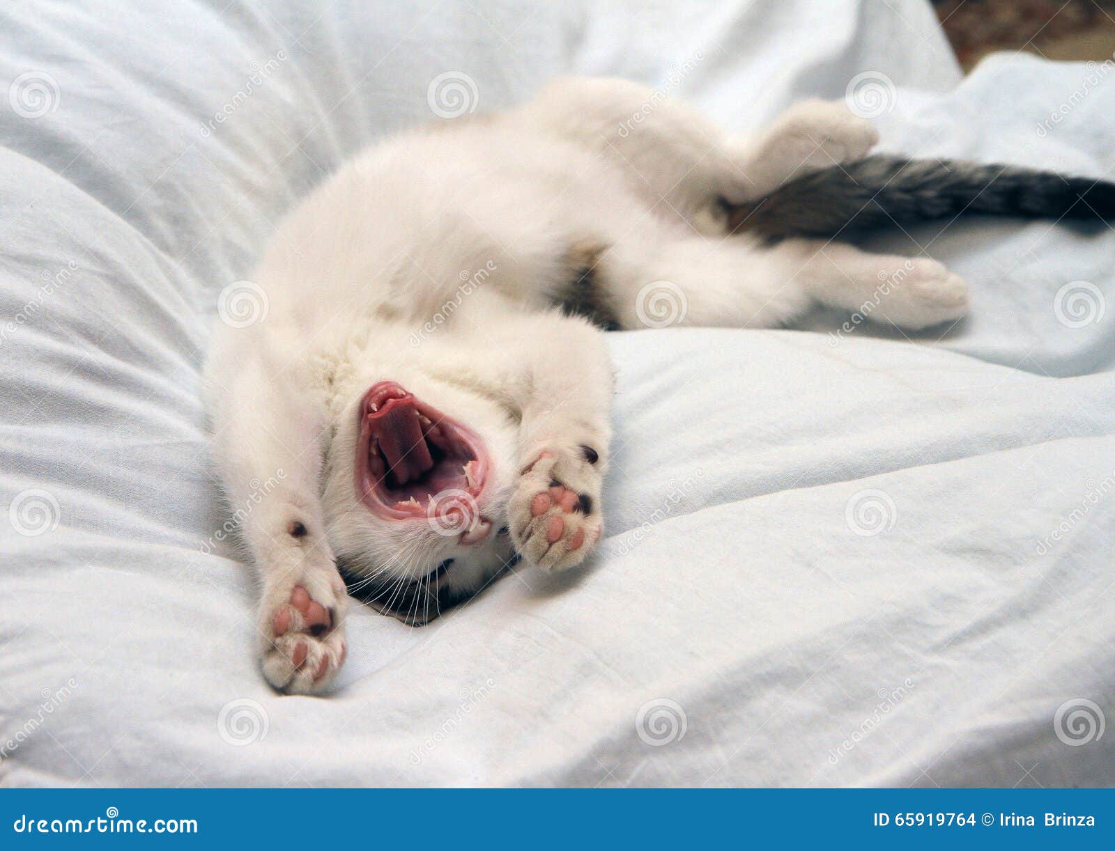 Funny kitten yawns stock photo. Image of hungry, funny - 65919764