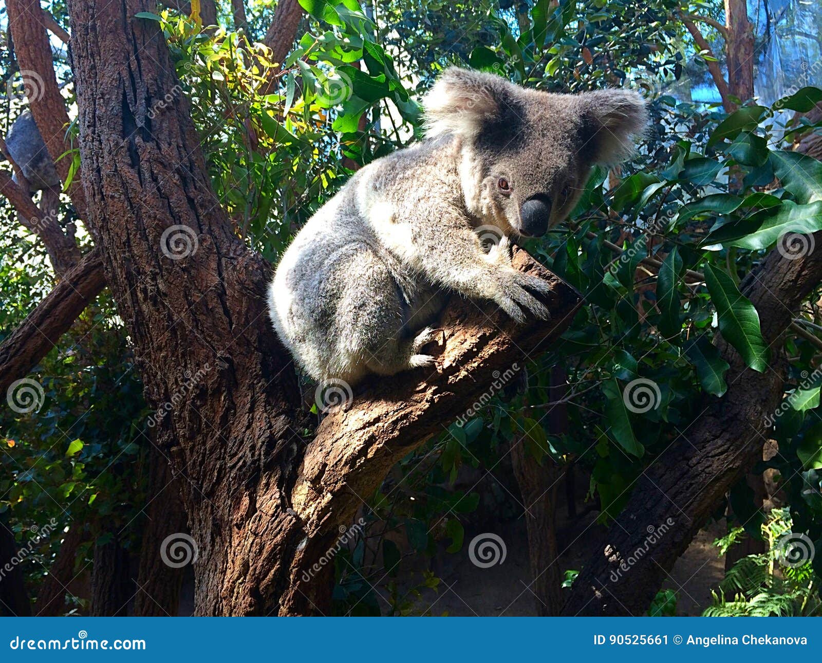 Funny Koala stock image. Image of koala, summer, beautiful - 90525661