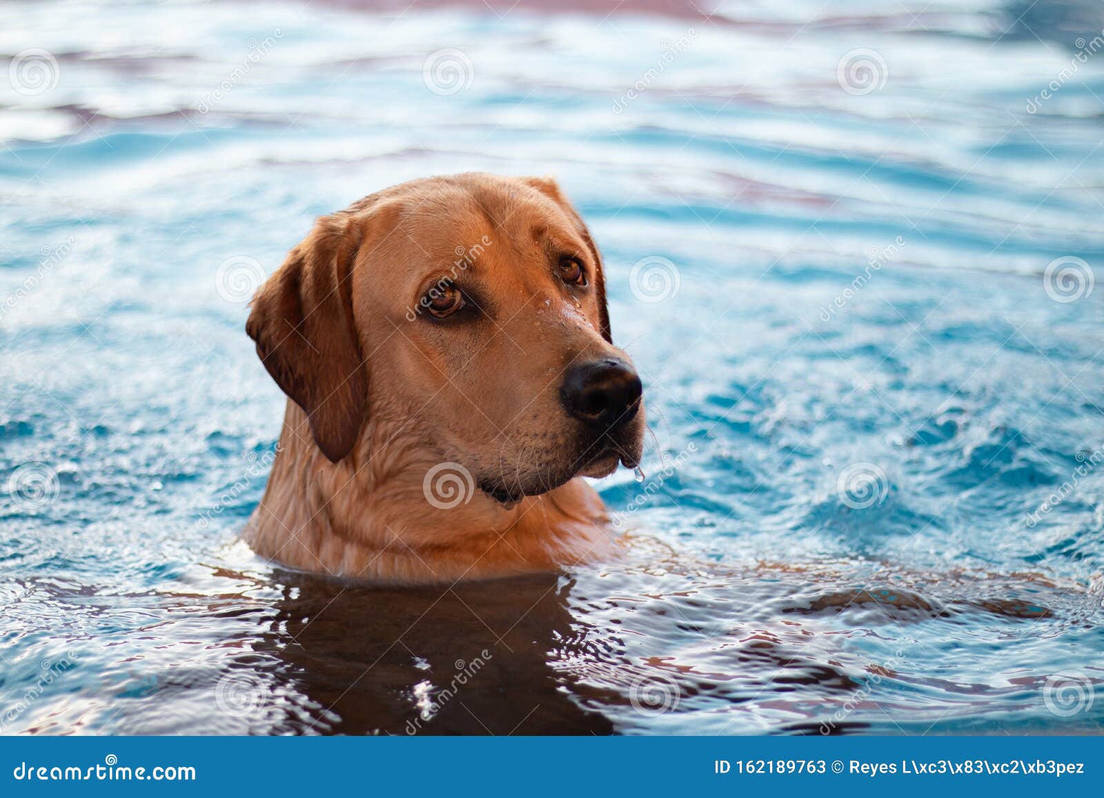 Funny Labrador Dog in the Swimming Pool Stock Image - Image of golden ...