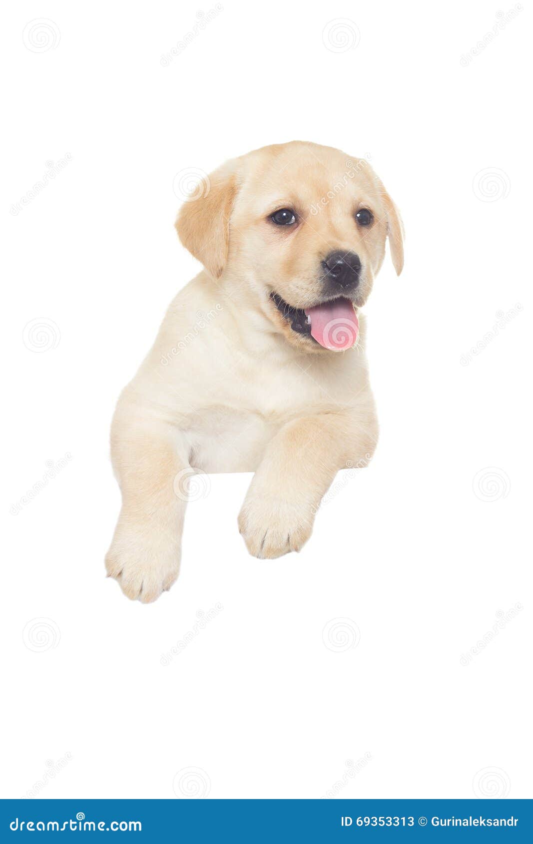 Funny labrador puppy stock image. Image of mammals, front - 69353313