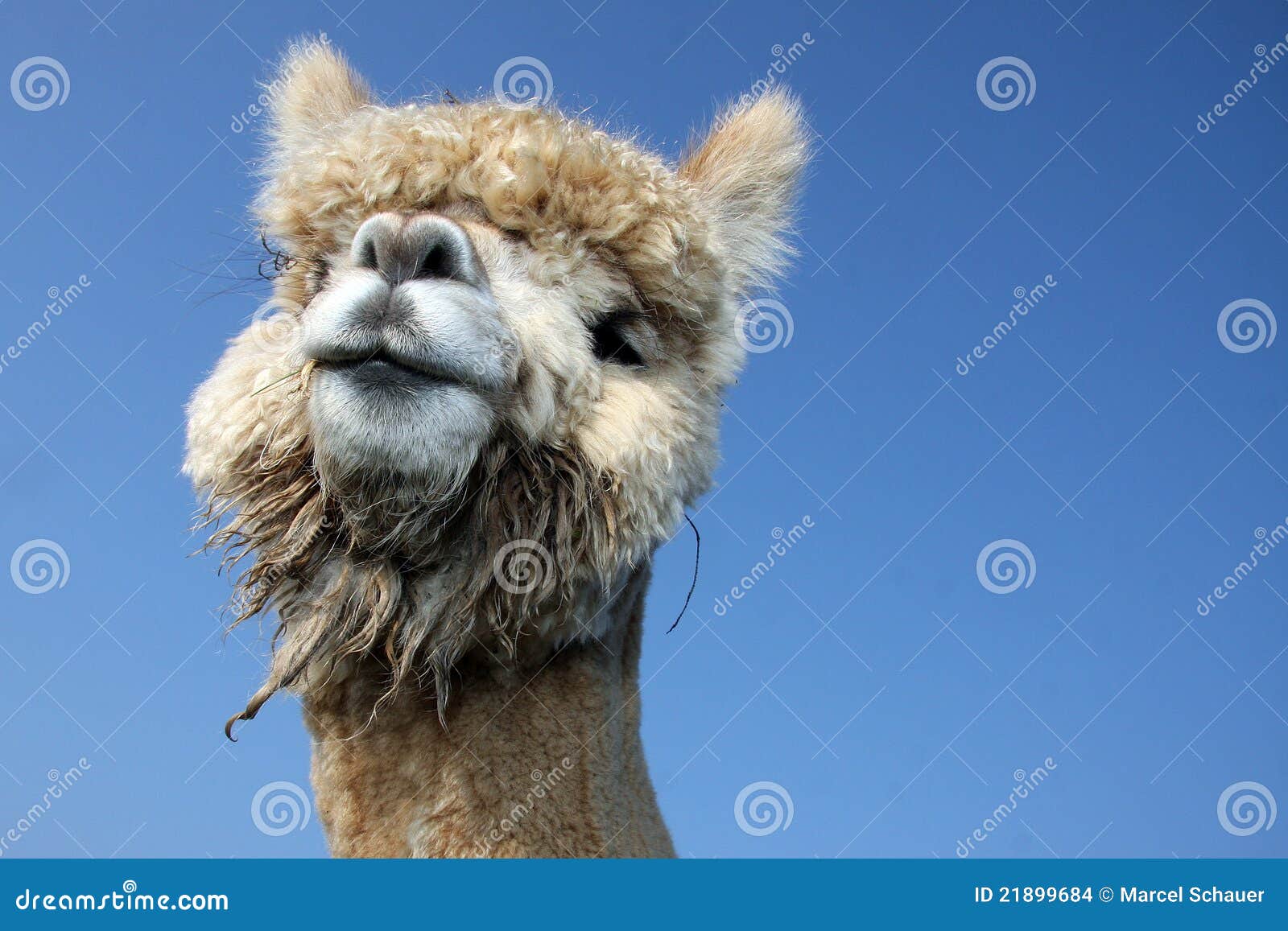 Funny lama stock photo. Image of blue, vacation, andes - 21899684