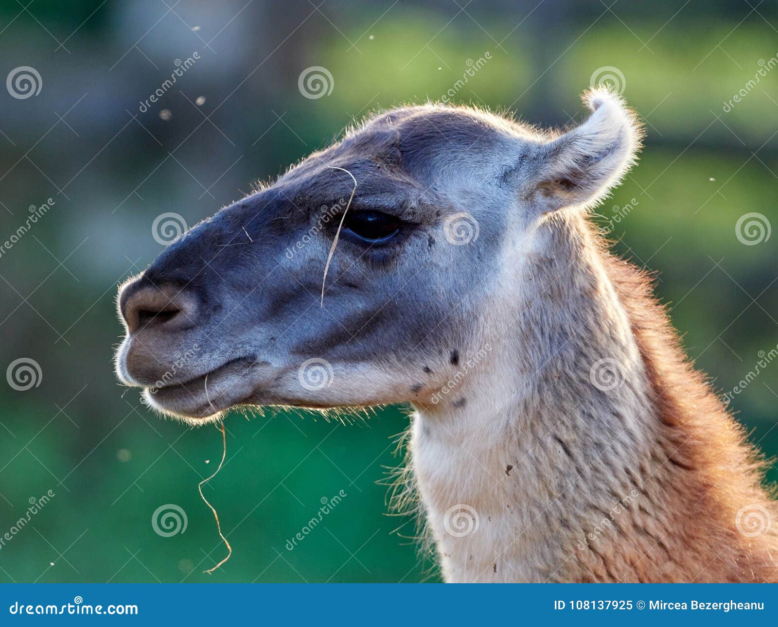 Funny lama close up stock image. Image of meme, face - 108137925