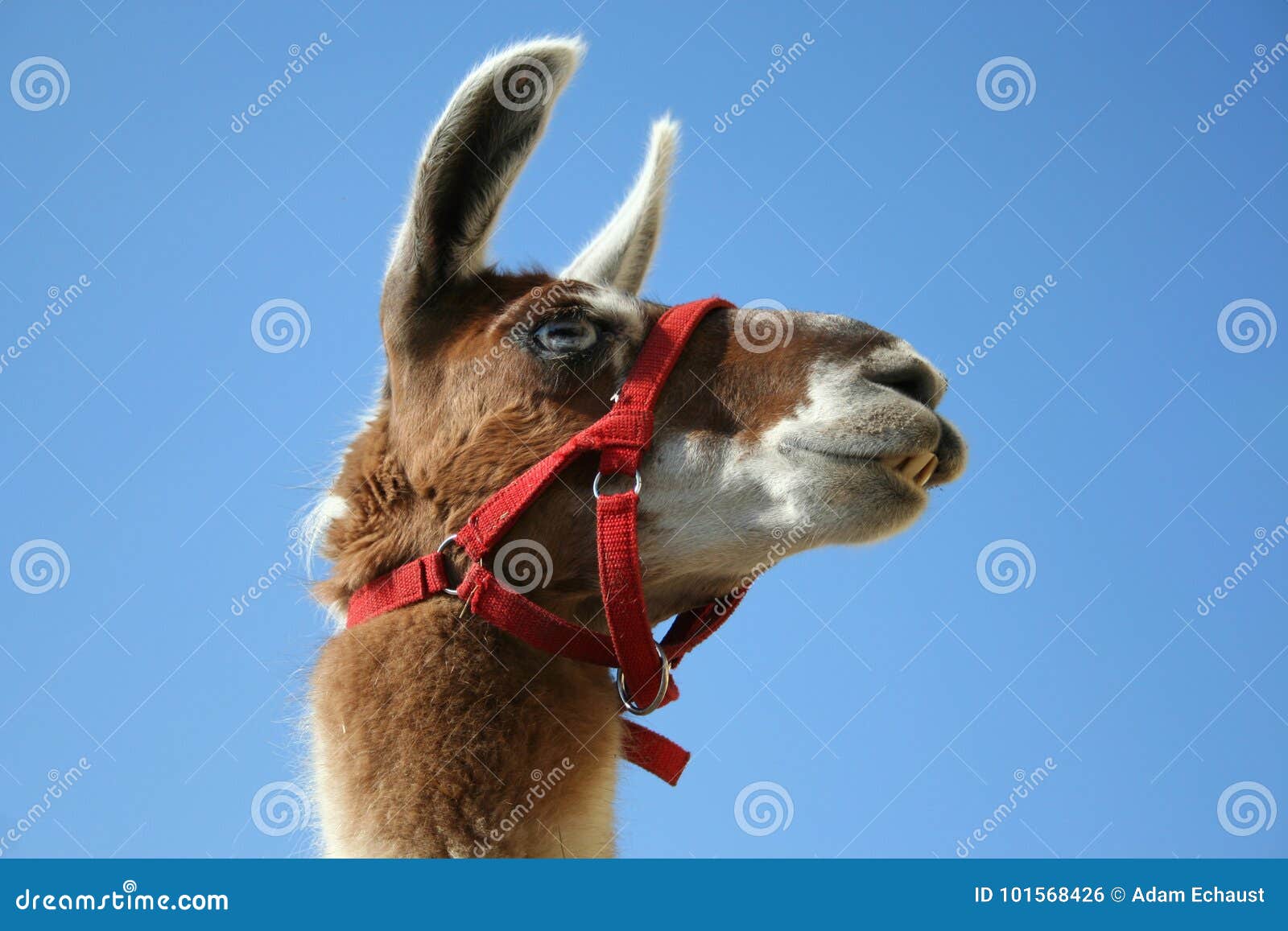 Funny Lama stock photo. Image of comic, fluffy, isolated - 101568426