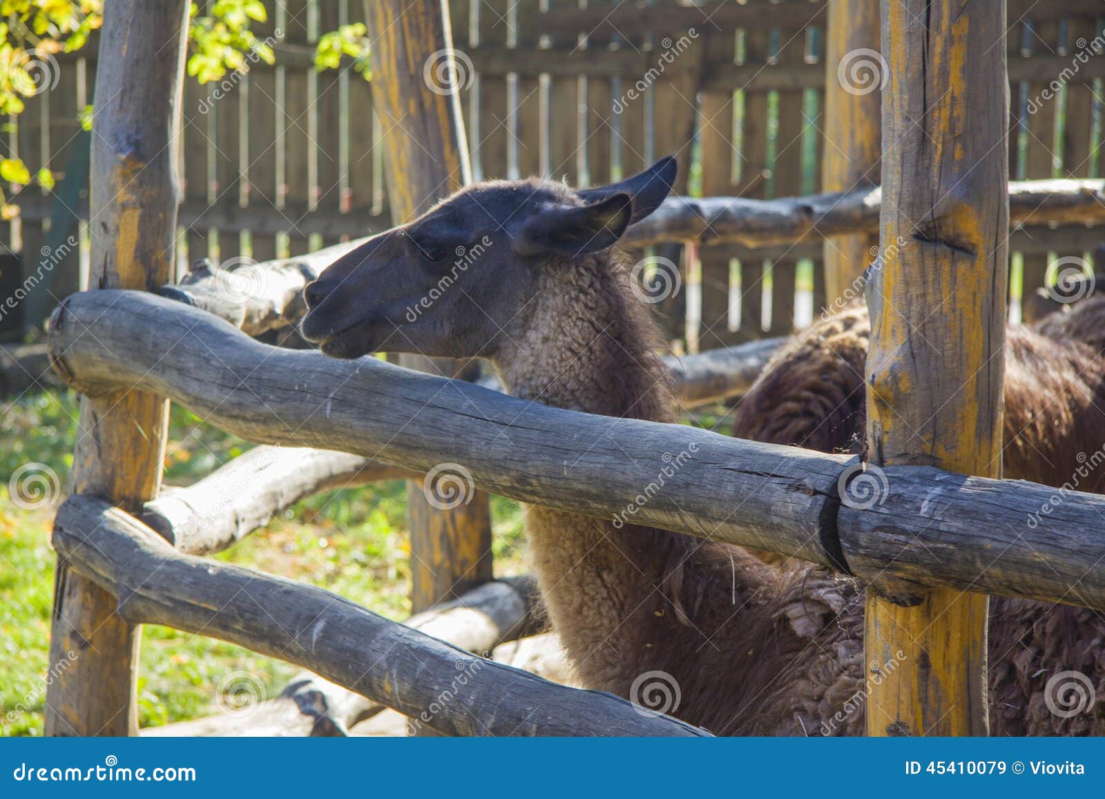 Funny lama stock image. Image of lama, funny, wool, farm - 45410079