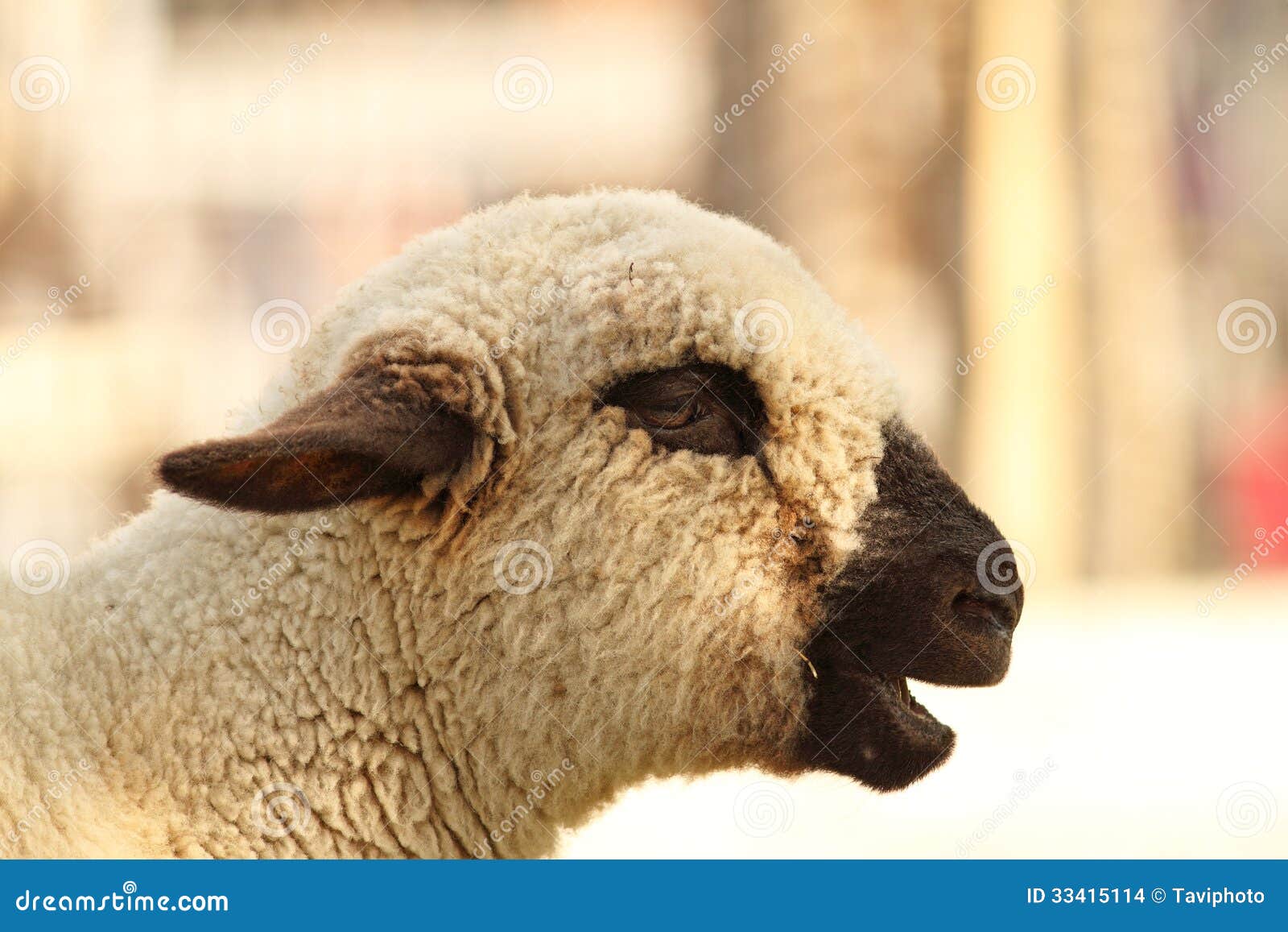 Funny lamb stock photo. Image of little, lovable, agriculture - 33415114
