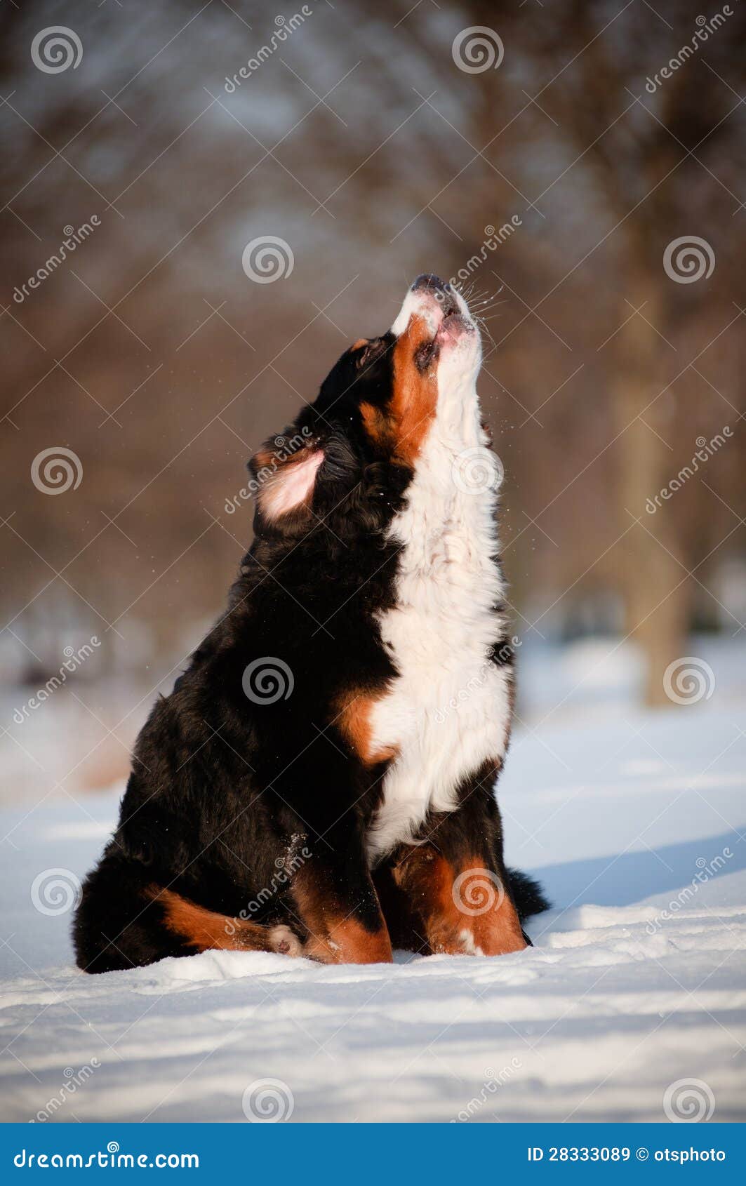 Funny Large Dog Howling and Barking Stock Image - Image of howl, berner ...