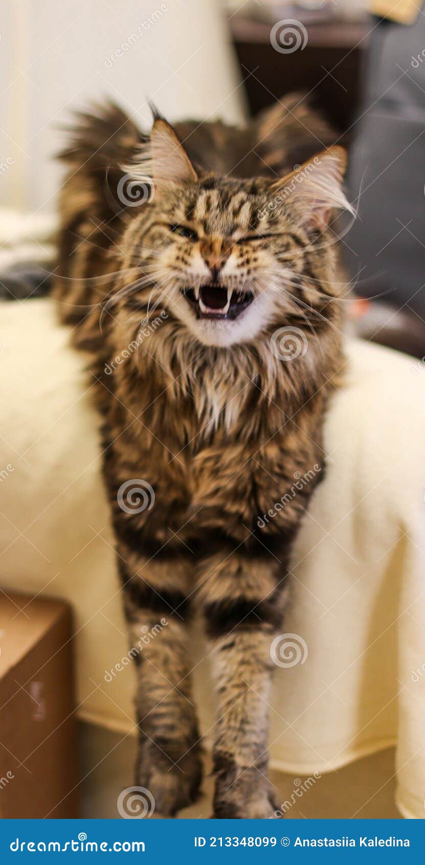 Laughing Cat Graphic Stock Photos - Free & Royalty-Free Stock Photos ...