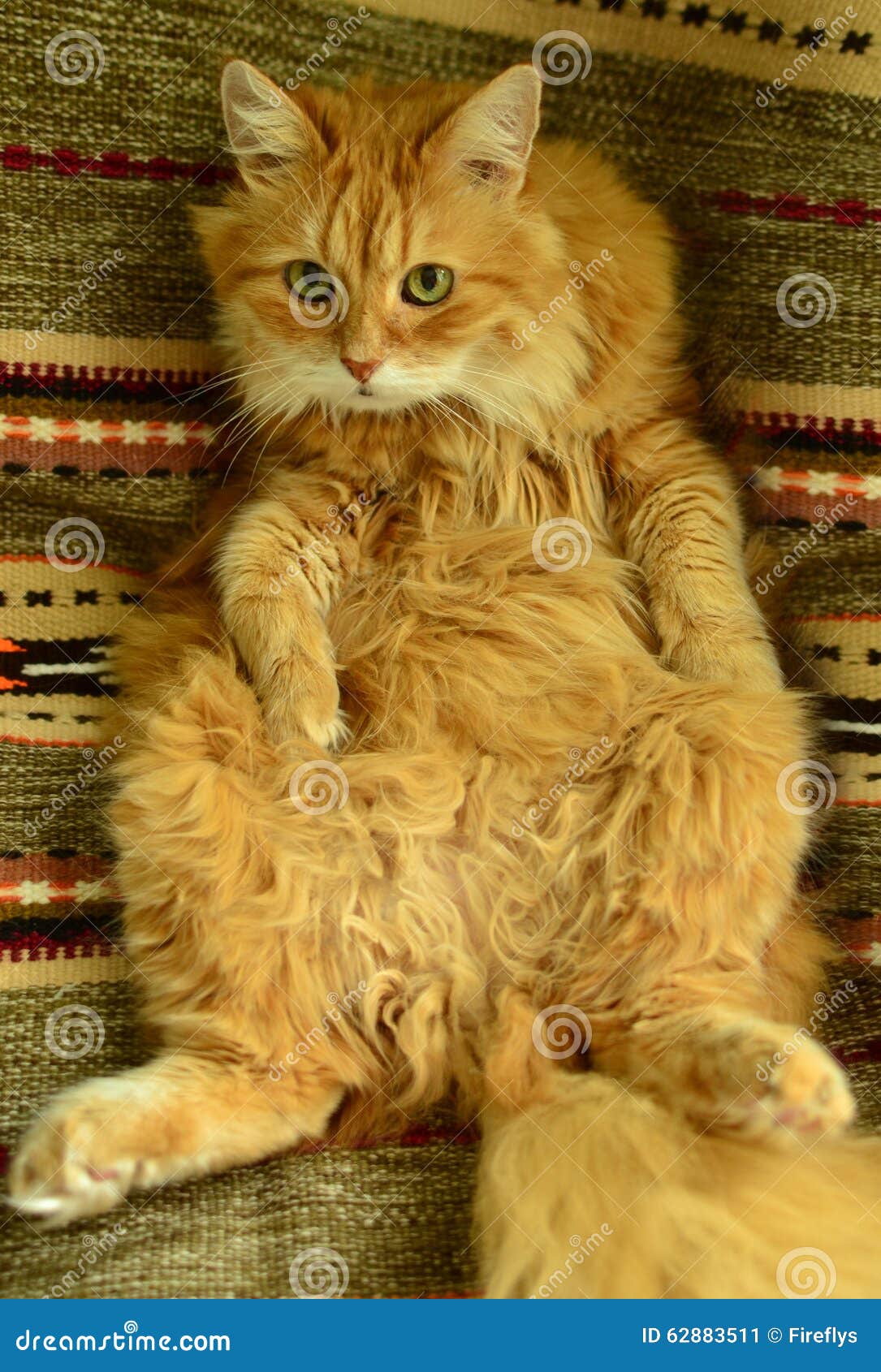 Funny lazy red stock image. Image of thoroughbred, happy - 62883511