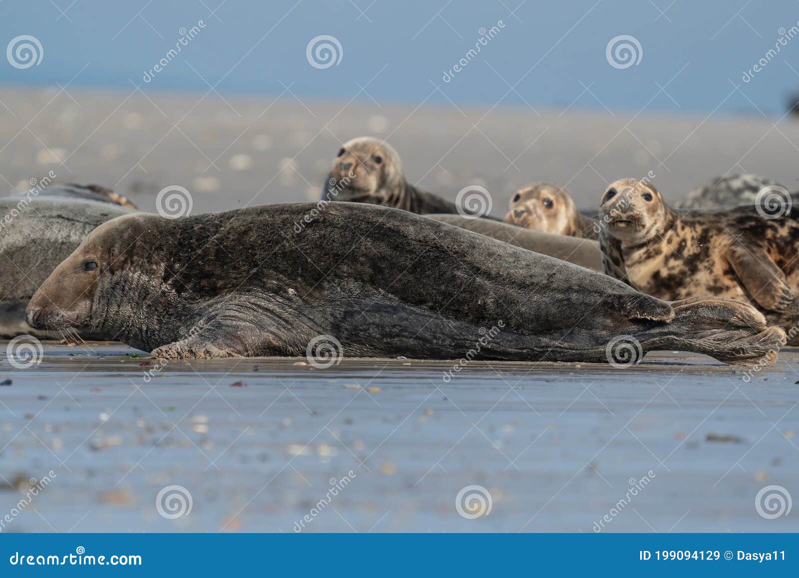 Funny Lazy Seals on the Sandy Beach of Dune, Germany. Clumsy Fat Sea ... Funny Lazy Seals on the Sandy Beach of Dune, Germany. Clumsy Fat Sea ...