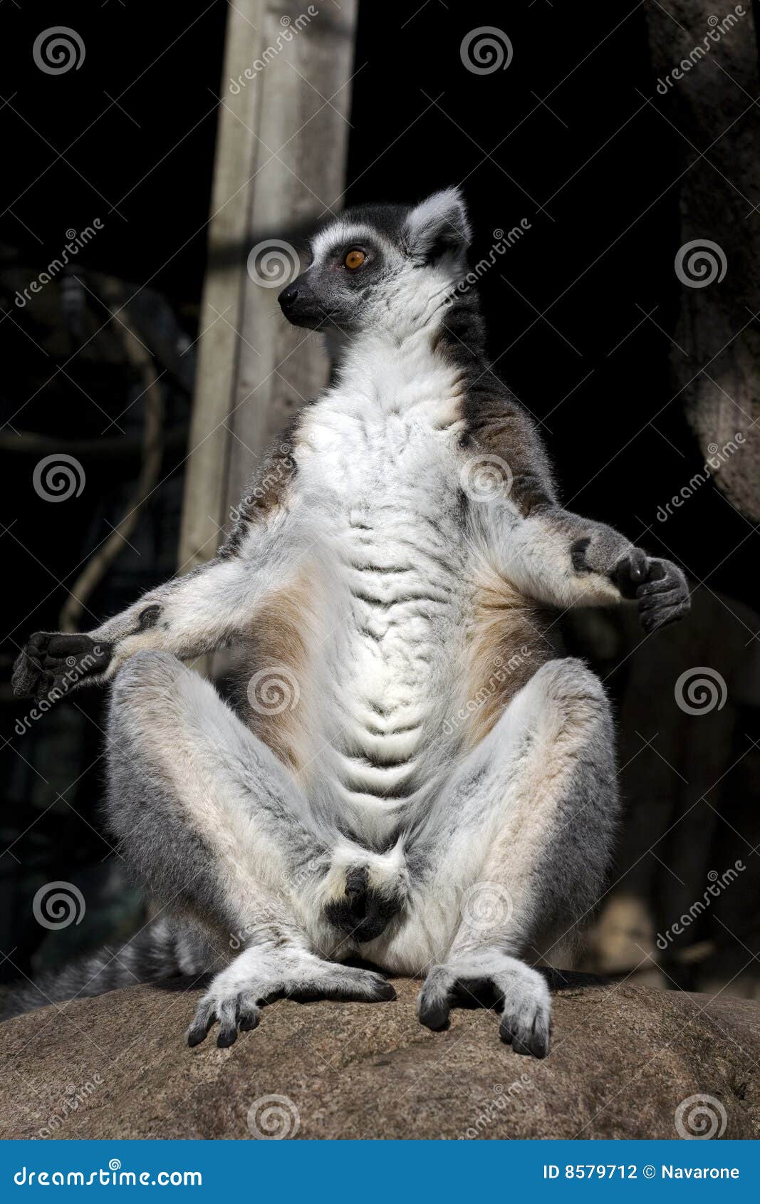 Funny lemur stock photo. Image of cute, alert, immodest - 8579712